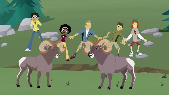 Wild Kratts - Big Horn Sheep! Video | PBS KIDS