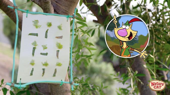 Nature Cat - Build Nature Frames with Nature Cat! Video | PBS KIDS