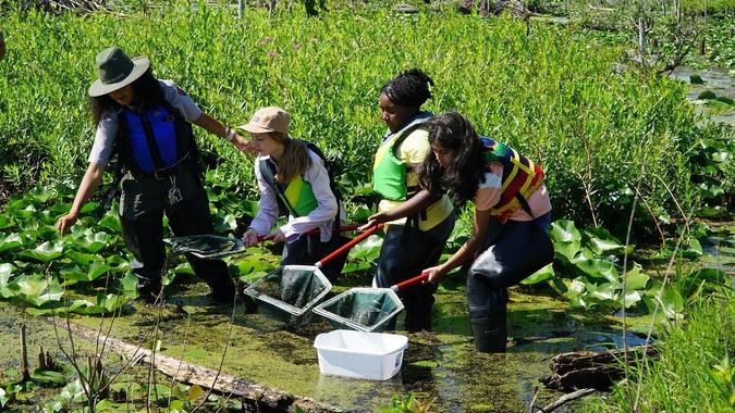 SciGirls - Dragonfly Detectives Video | PBS KIDS