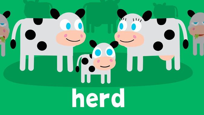 Word of the Week - Herd Video | PBS KIDS