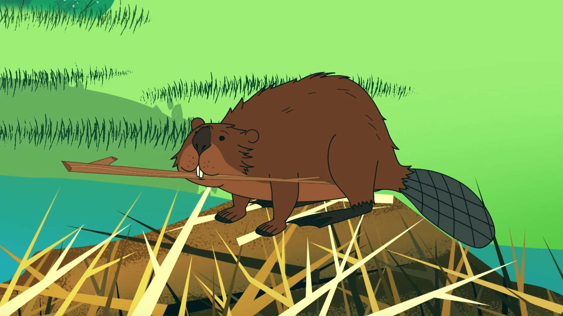 Hero Elementary - Animals Video Collection | Videos | PBS KIDS