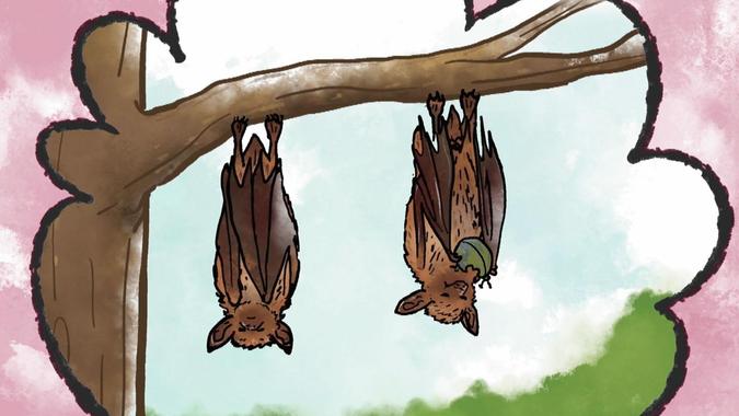 Elinor Wonders Why - That's So Interesting!: Why Do Bats Like to Hang Upside Down? Video | PBS KIDS