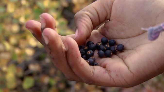 Molly of Denali - Picking Berries Video | PBS KIDS