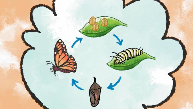 Elinor Wonders Why - That's So Interesting!: Why Do Caterpillars Turn ...