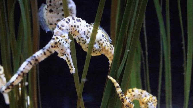 Ocean Friend Facts Video | PBS KIDS