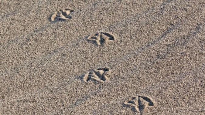 Nature Cat - Tracks Video | PBS KIDS