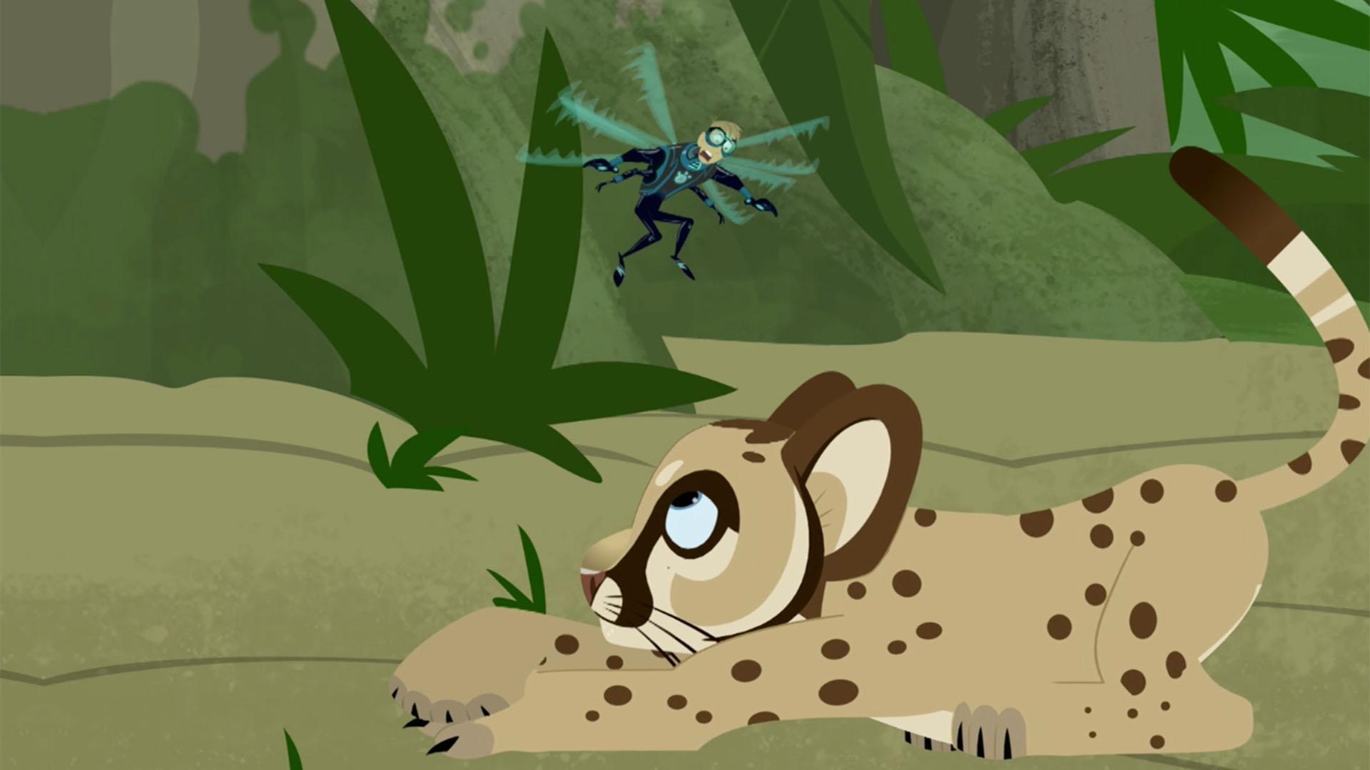 Watch Wild Kratts Videos | PBS KIDS