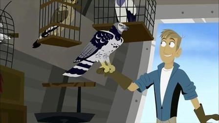 Wild Kratts - Birds Video Collection | Videos | PBS KIDS