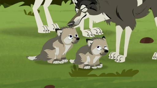 Wild Kratts - Wolf Pack in the Woods Video | PBS KIDS