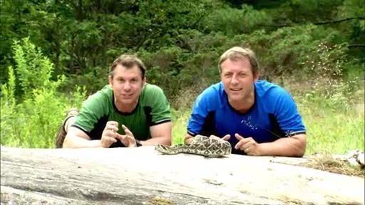 Wild Kratts - Snake Super Sense! Video | PBS KIDS