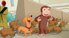 Watch Curious George Videos | PBS KIDS